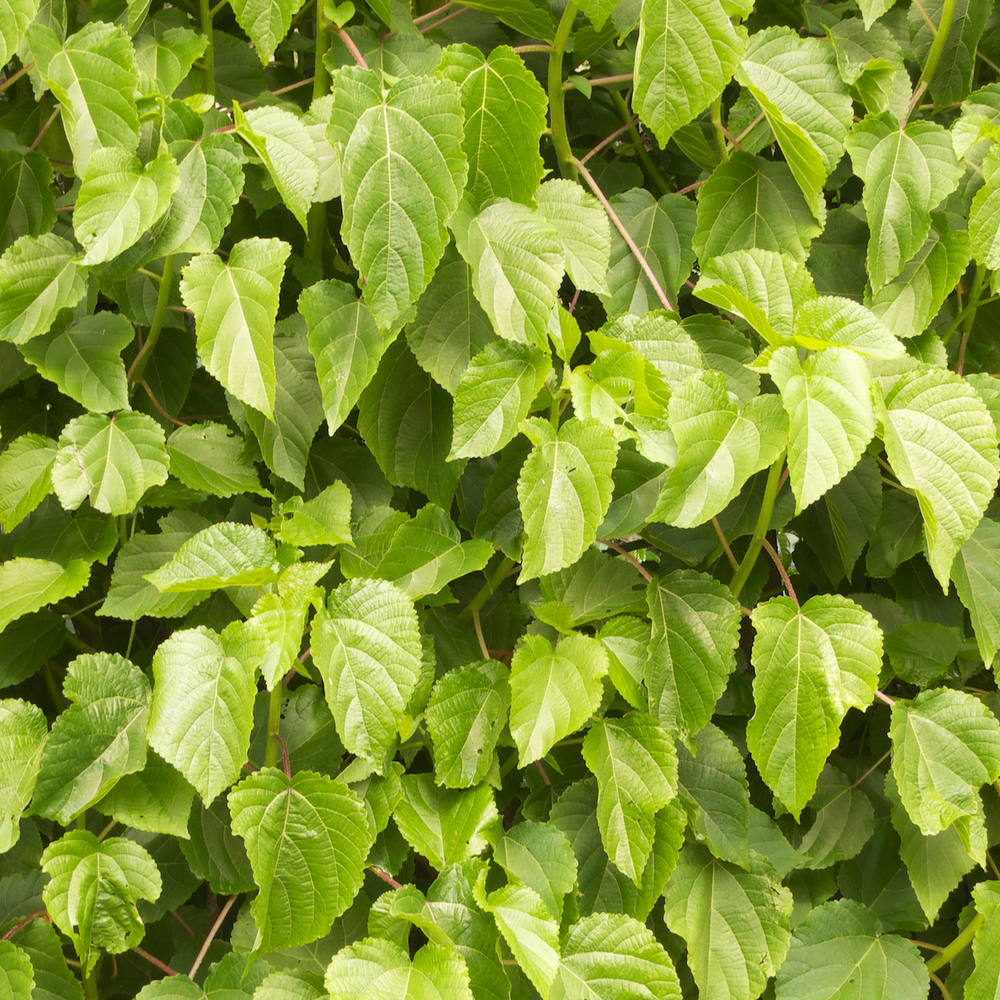 This is chichicaste for those who don't know or don't remember - Rudy ...